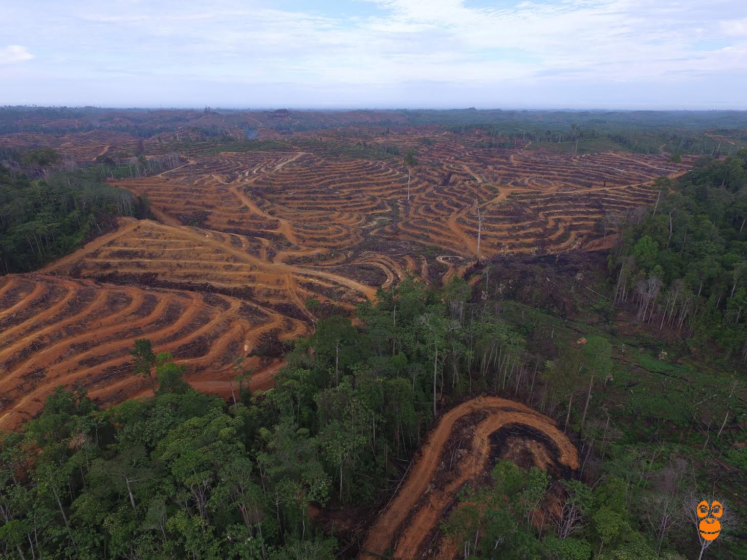 Perang Hutan Dimulai | COP Centre for Orangutan Protection