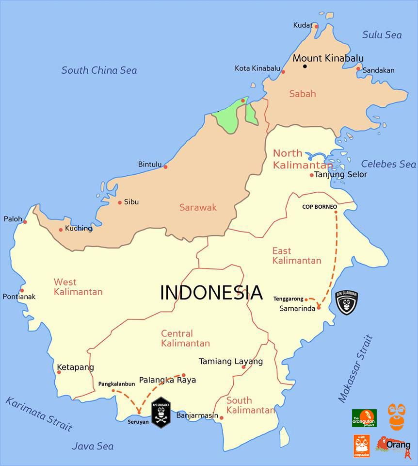 RESCUED TWO ORANGUTAN BABIES TODAY | COP Centre for Orangutan Protection