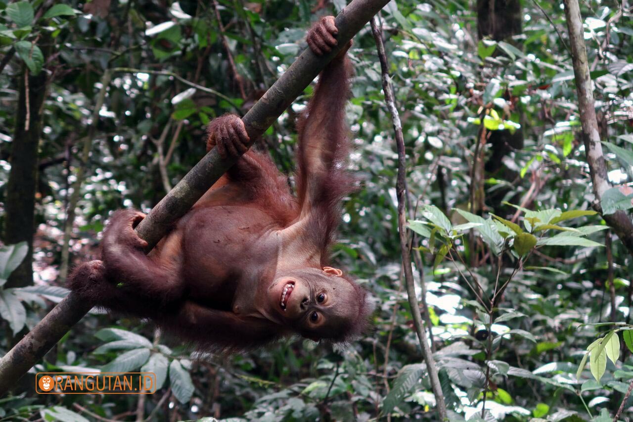 MENGENAL SI ISENG OWI LEBIH DEKAT | COP Centre for Orangutan Protection