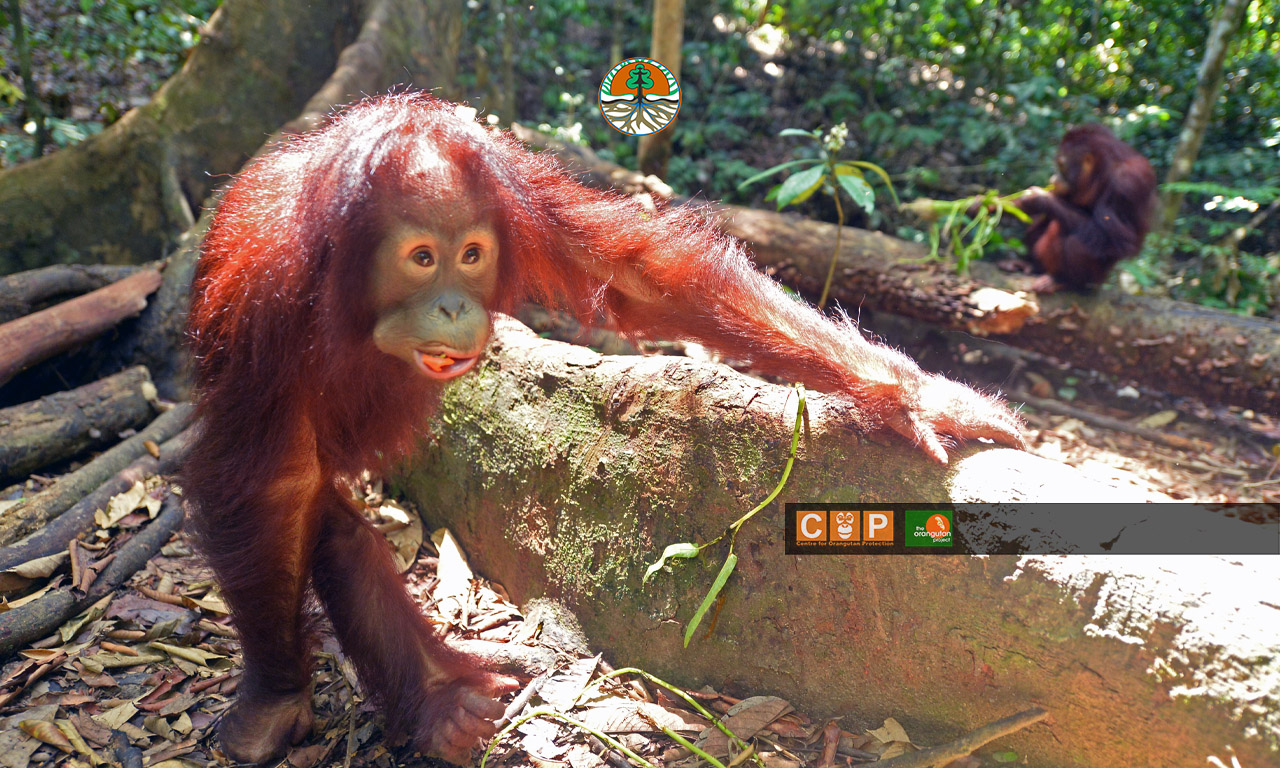 BORA BUTUH RELAWAN SEBAGAI ANIMAL KEEPER | COP Centre for Orangutan Protection