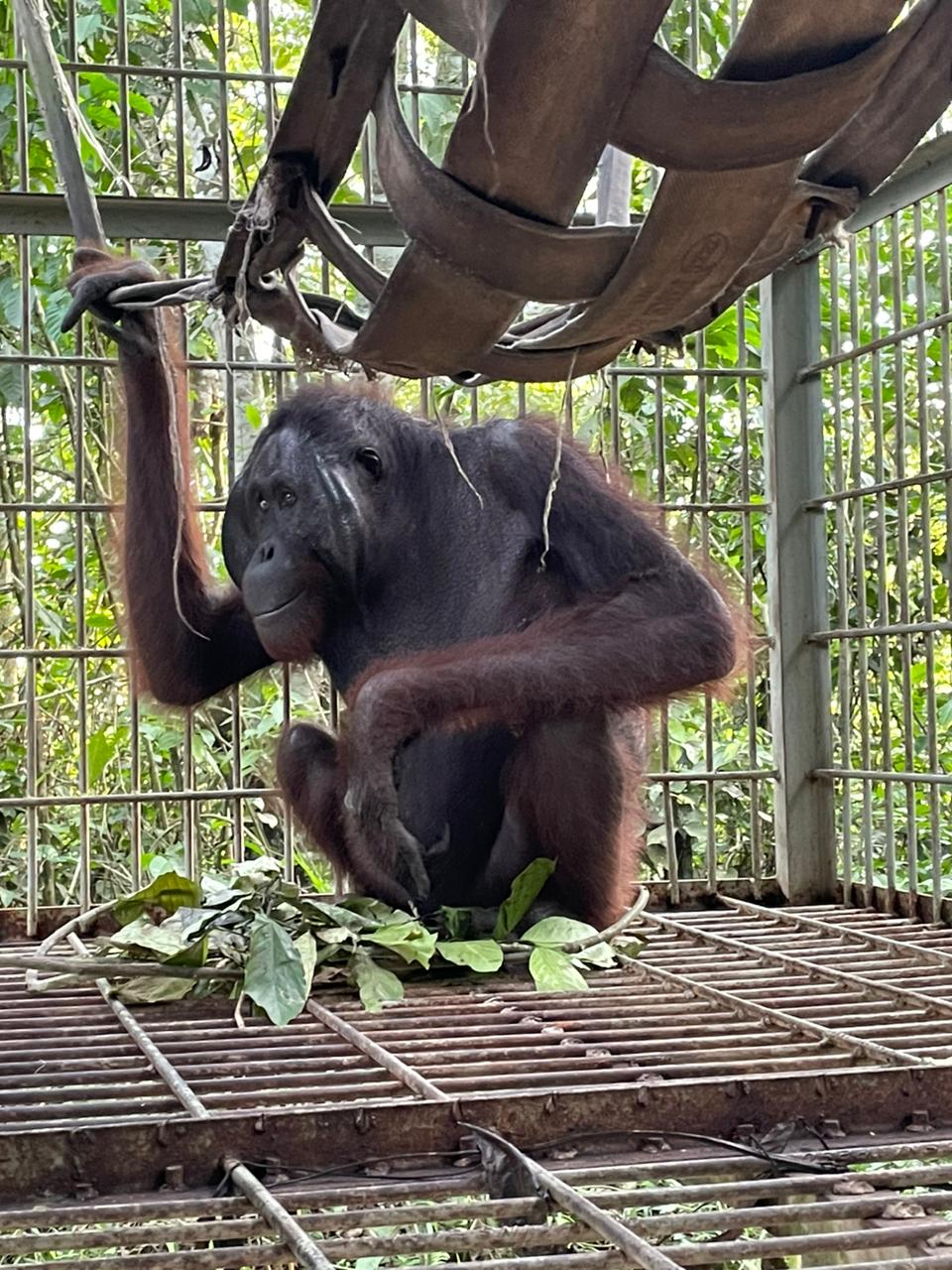 ORANGUTAN PALUY MENUJU BODY GOALS | COP Centre for Orangutan Protection